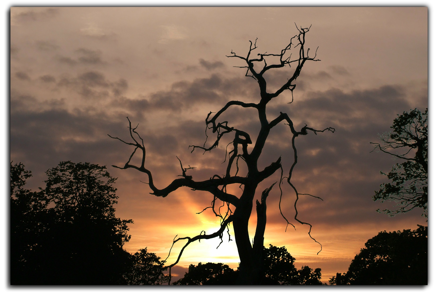 The Crooked Tree – John's Postcards