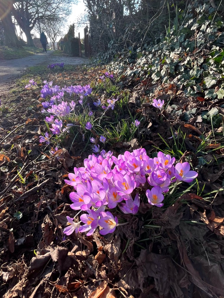 Signs of Spring – John's Postcards