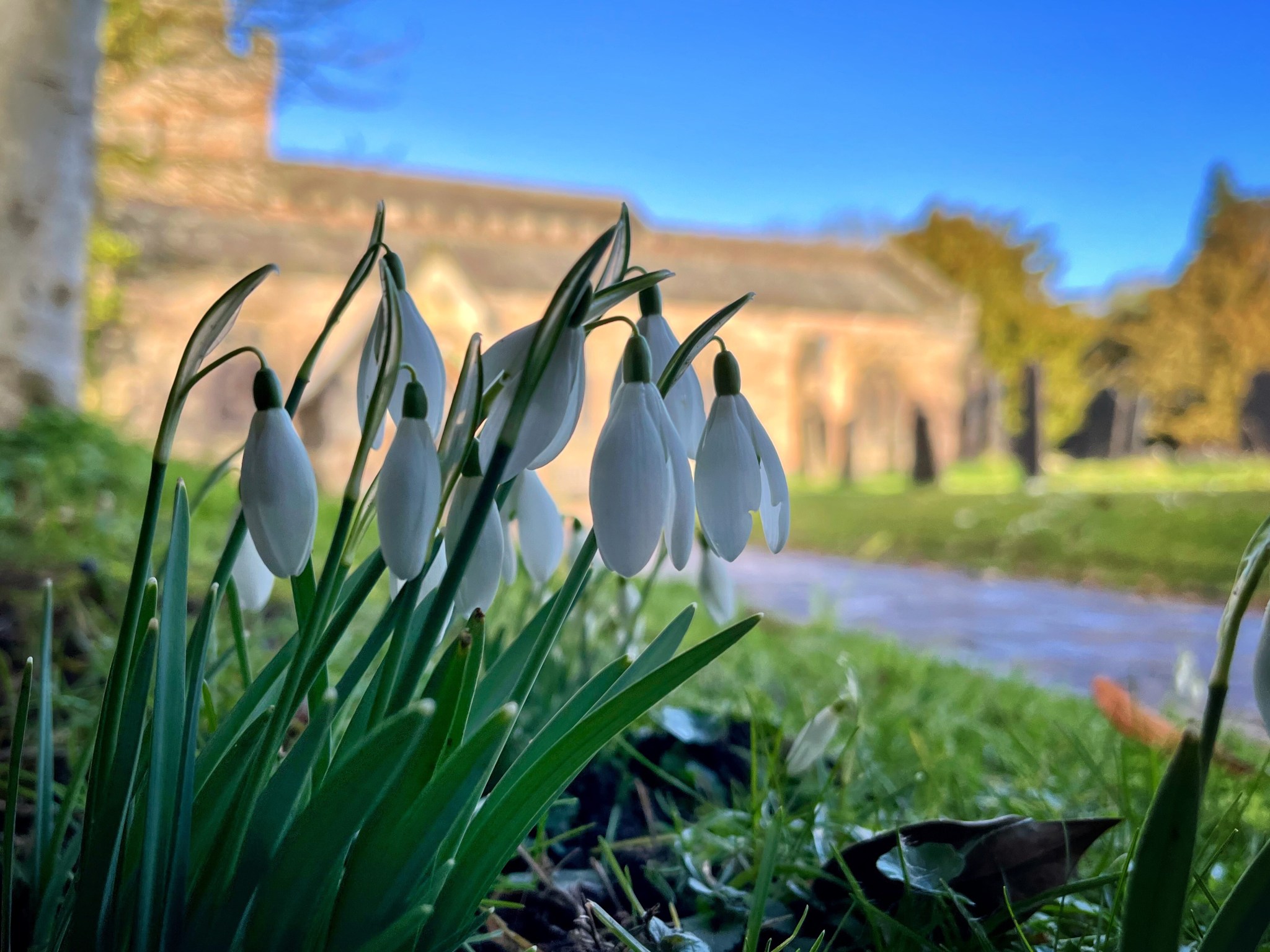 Snowdrops in the churchyard – John's Postcards