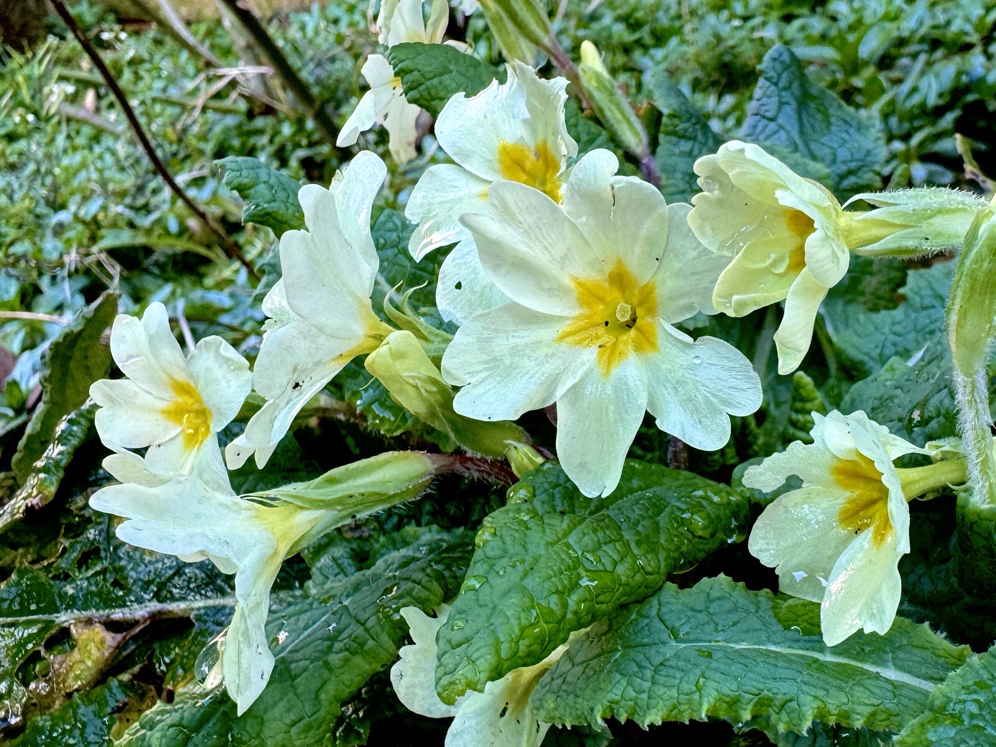 Primrose time – John's Postcards